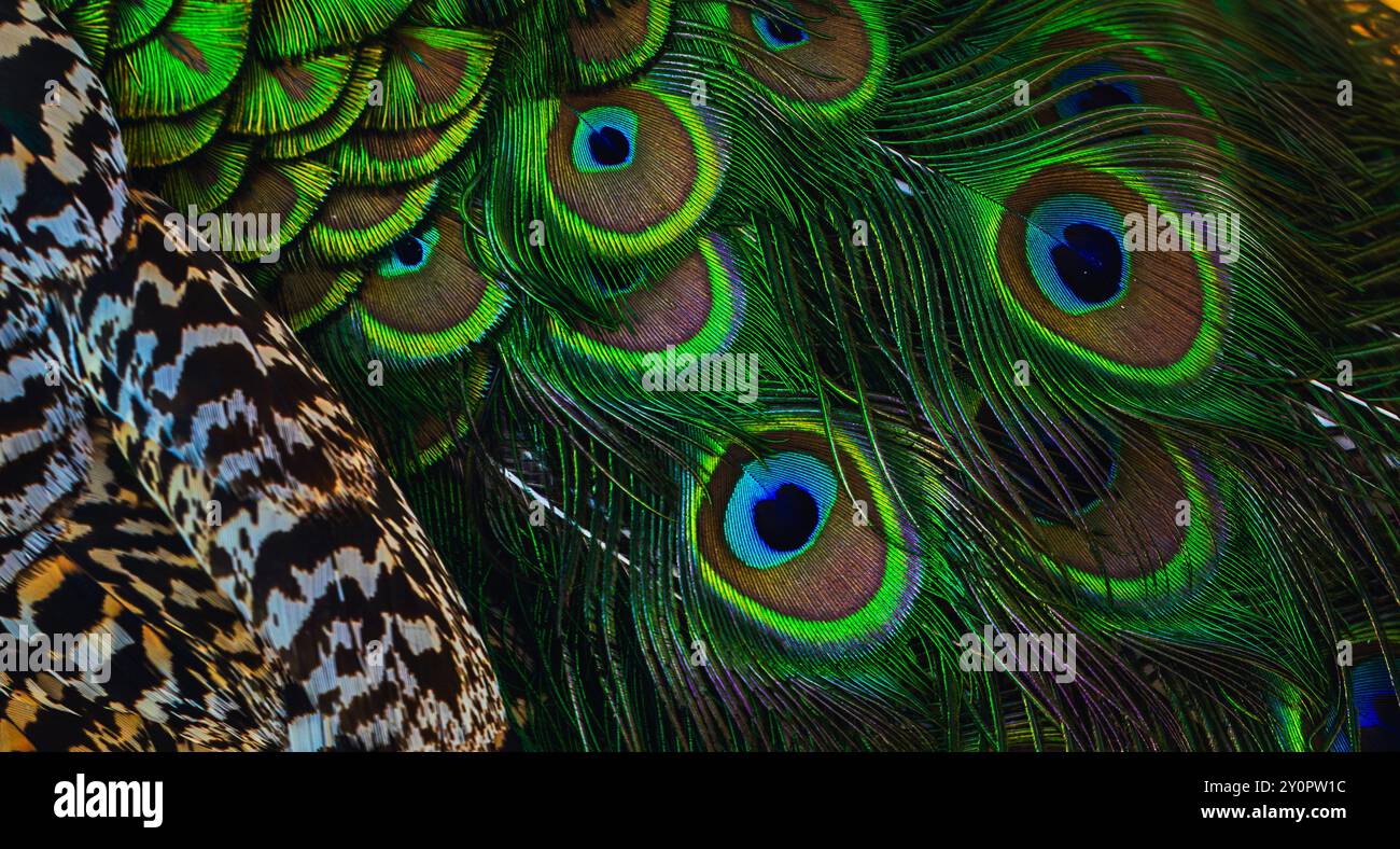 A breathtaking closeup of stunning peacock feathers, showcasing their ...