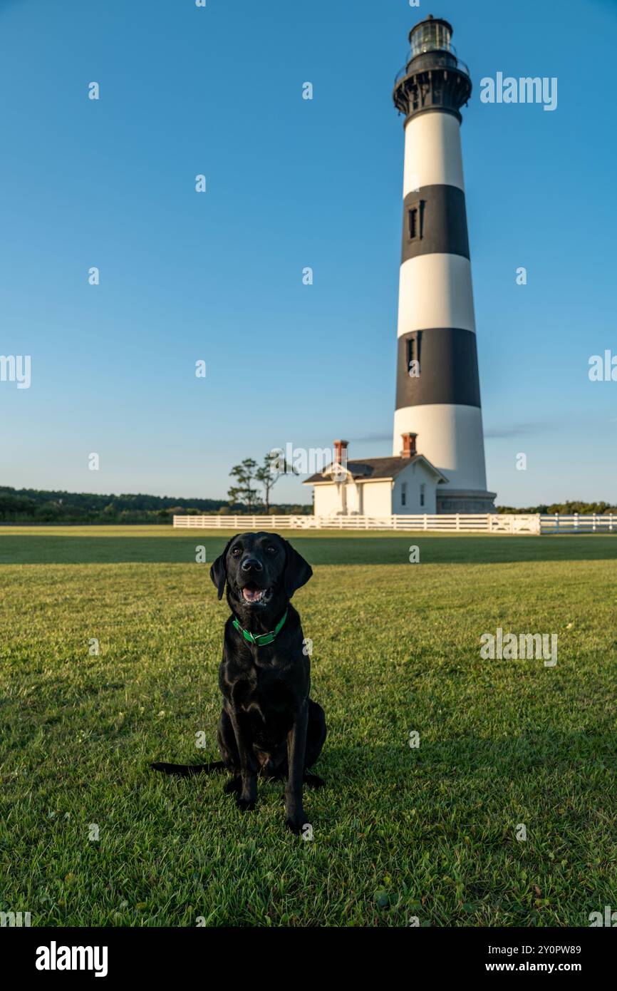Adorable Black Labrador dog posed in front of Bodie Island Lighthouse ...