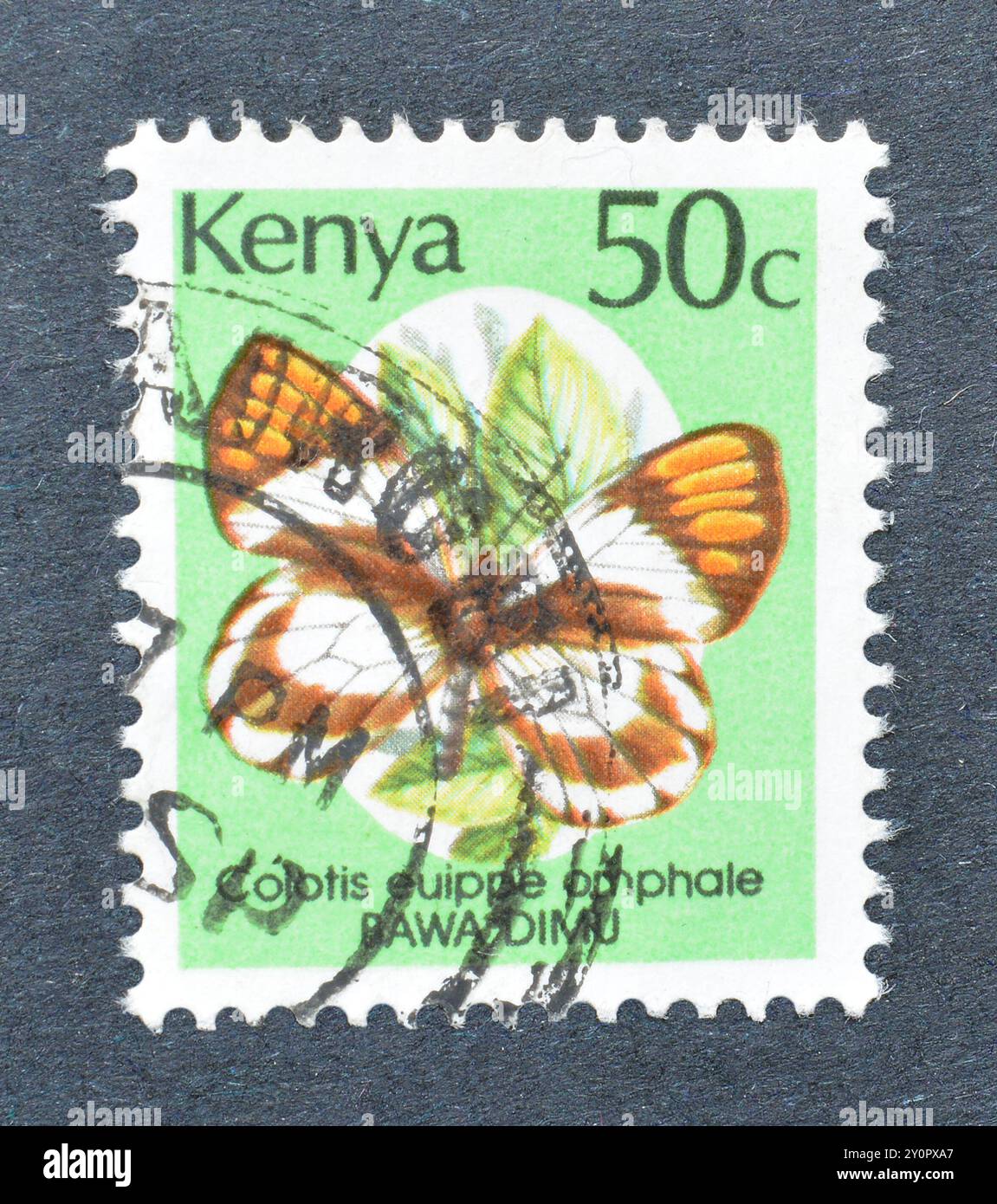 Colotis hi-res stock photography and images - Alamy