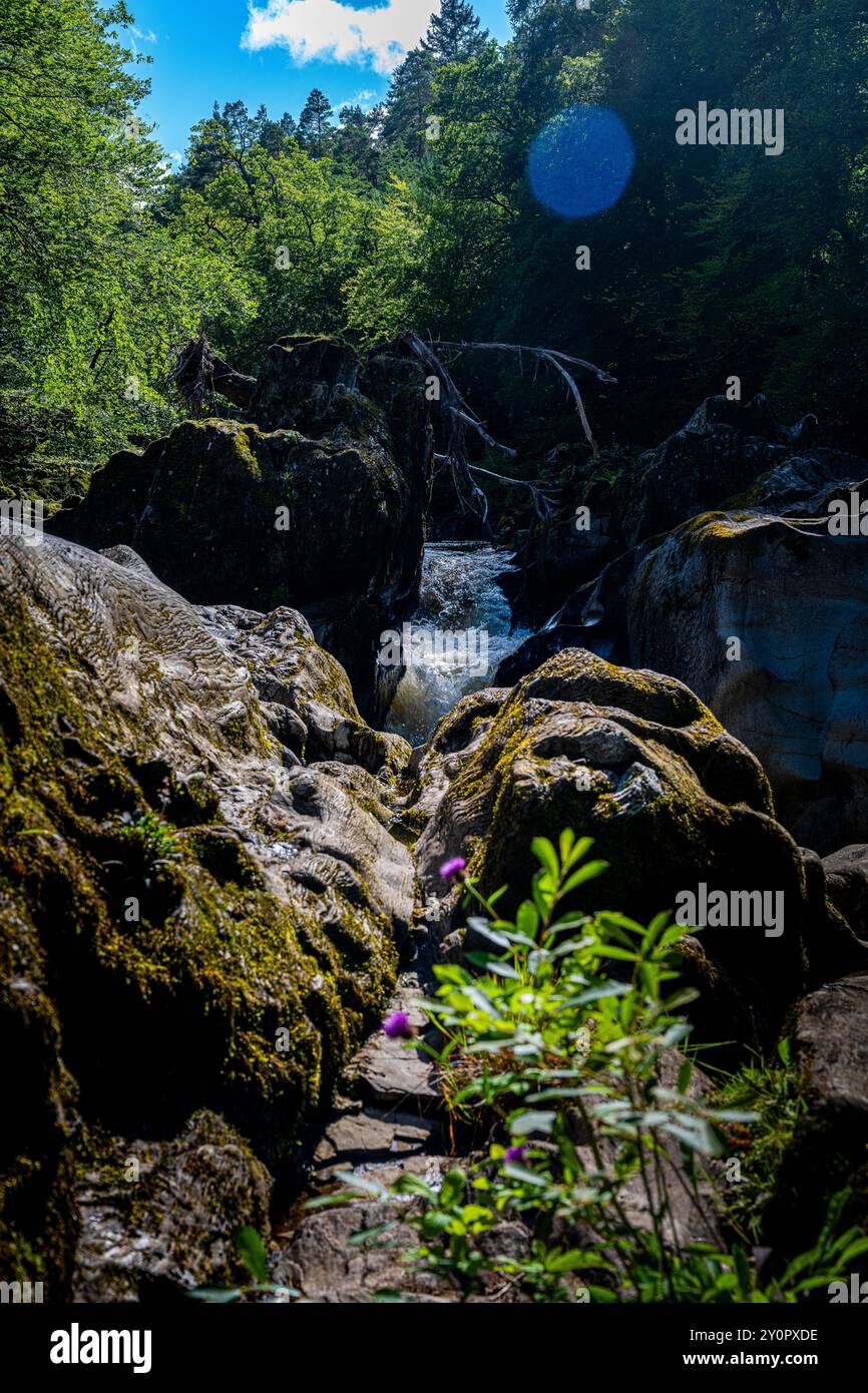 Dunkeld tree trail hi-res stock photography and images - Alamy