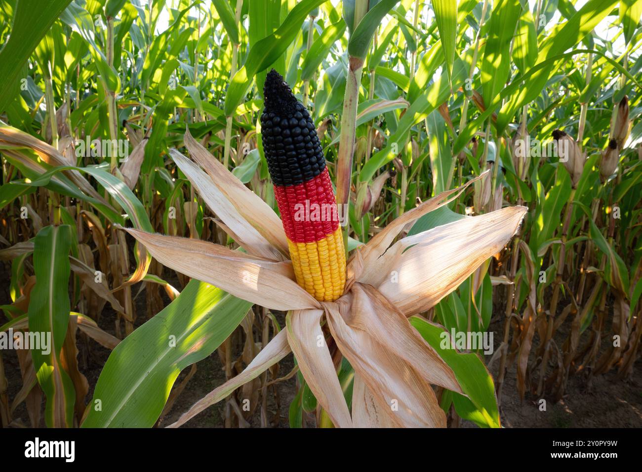 Corn on the cob, Maize (Zea mays) in a corn field in the colours of the ...