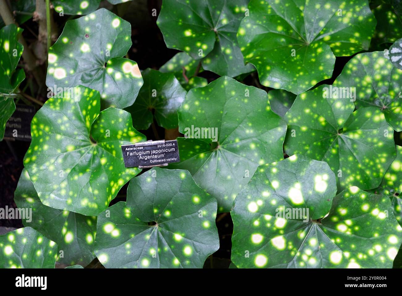 Farfugium japonicum sign hi-res stock photography and images - Alamy
