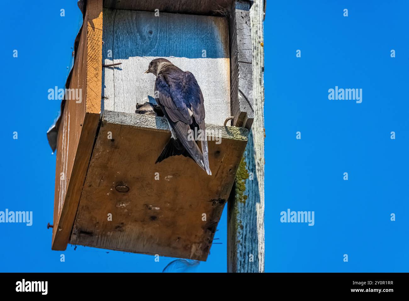 Purple Martin, Progne subis, family using nest box on pier at Port ...