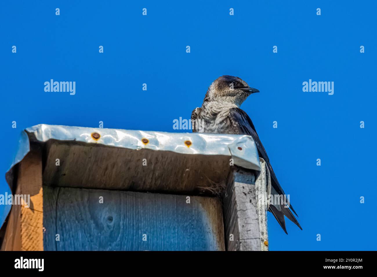 Purple Martin, Progne subis, family using nest box on pier at Port ...