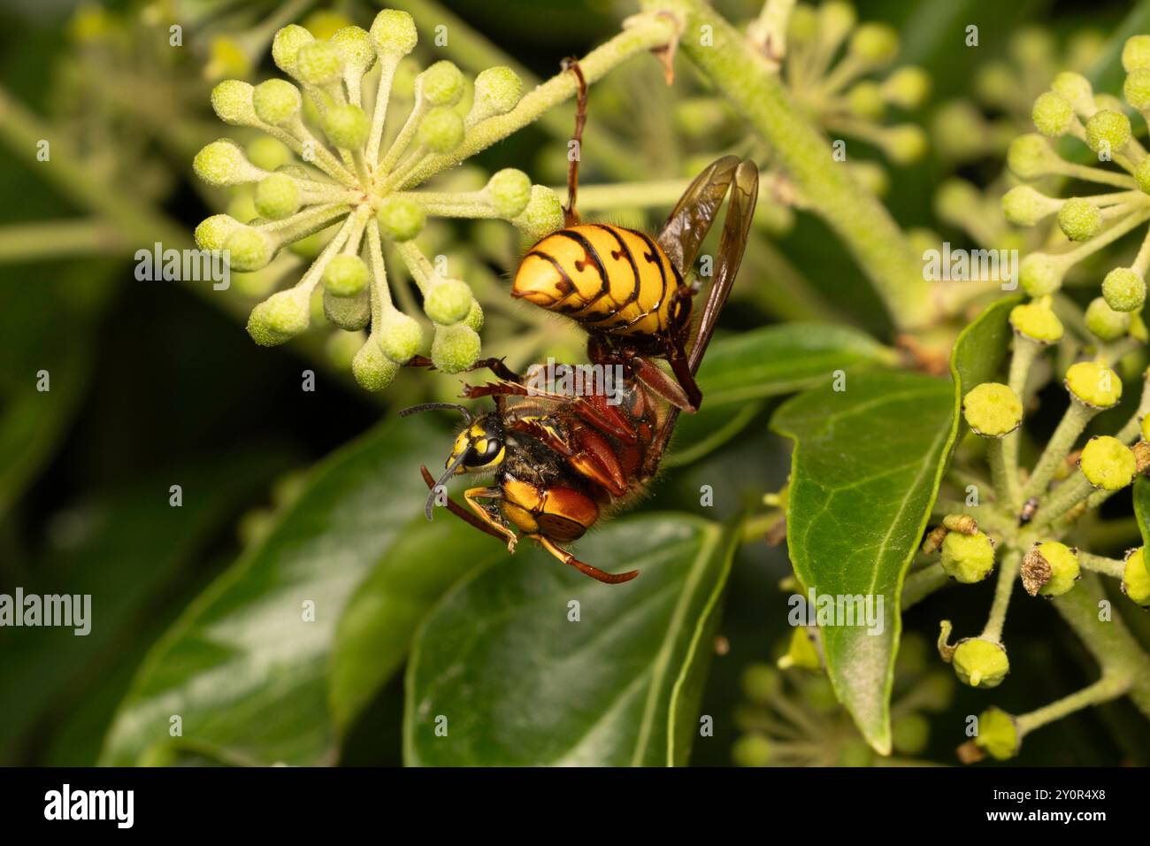 Hornet killing a Wasp, UK Stock Photo - Alamy
