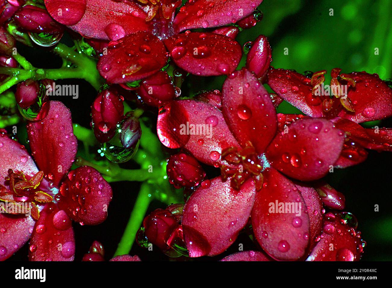 Red Jatropha Flowers with Raindrops Stock Photo - Alamy
