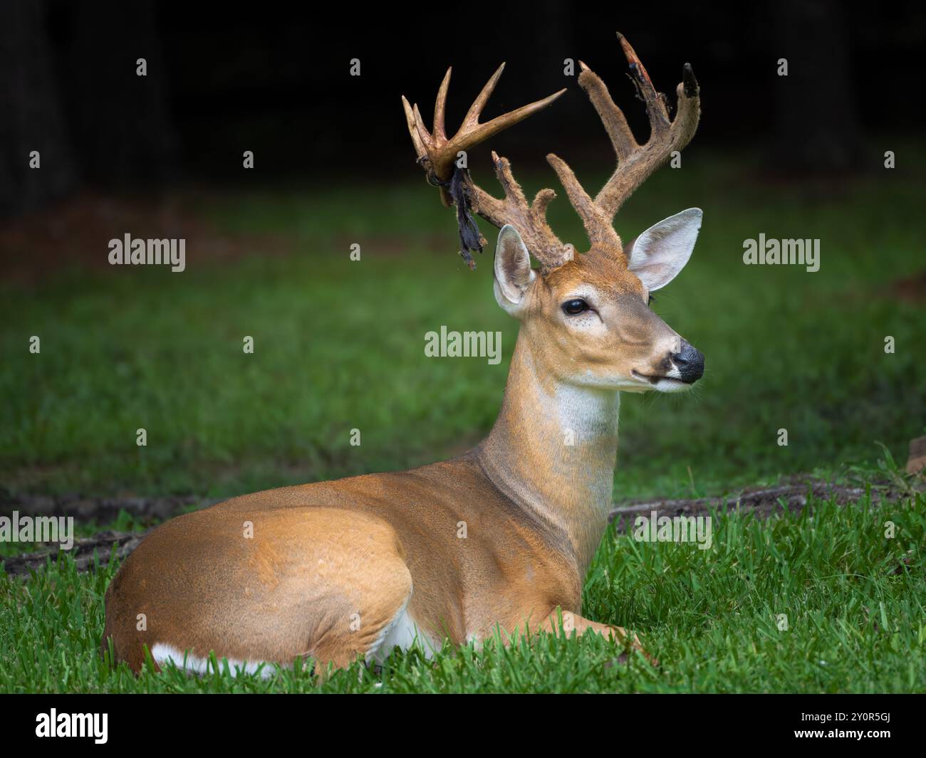 White Tailed Buck Portrait Stock Photo - Alamy