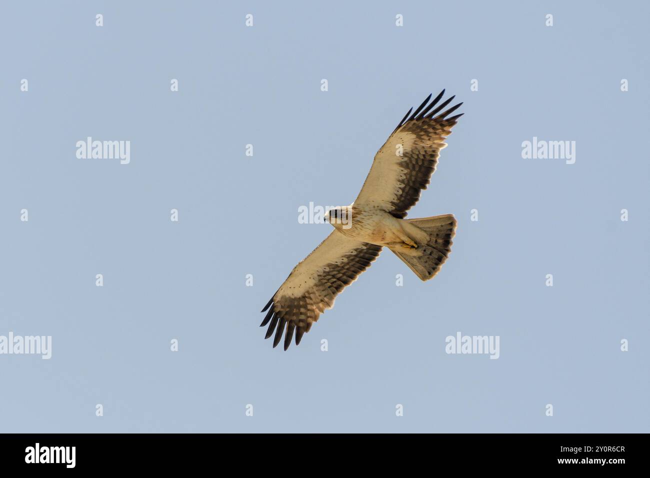 Booted Eagle Hieraaetus pennatus in flight Stock Photo - Alamy