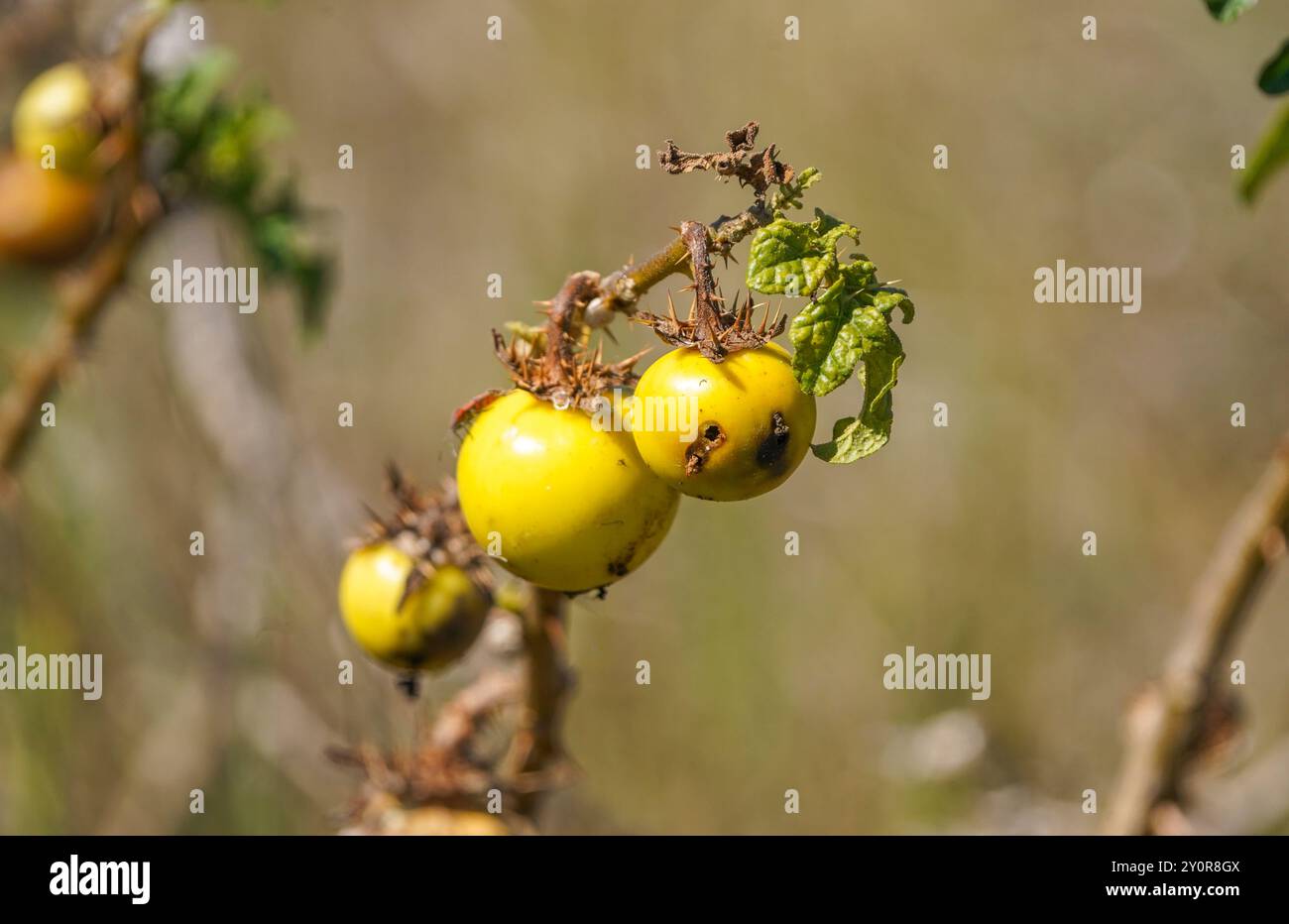 Apple of sodom hi-res stock photography and images - Alamy