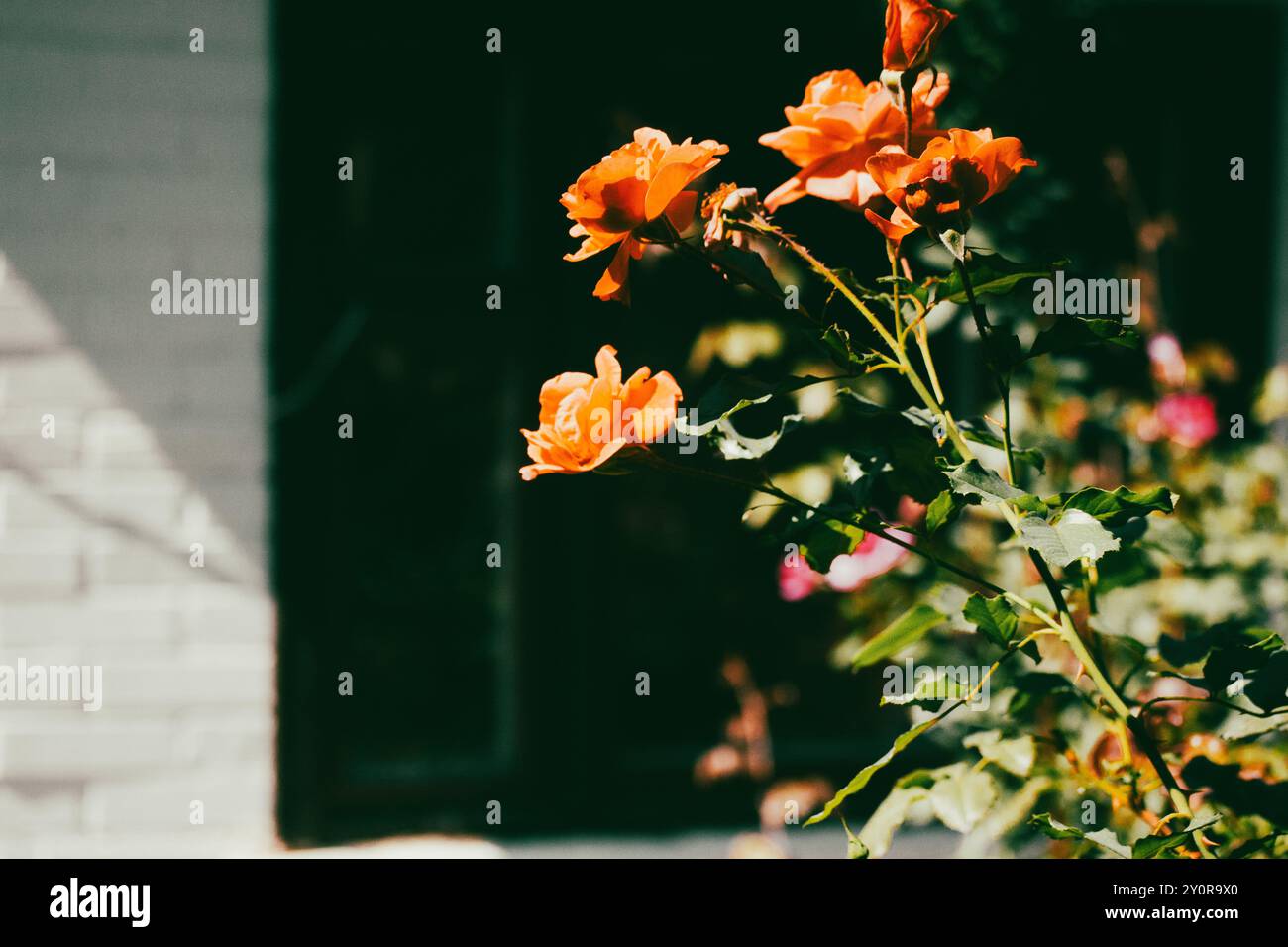 Orange fragrant rose buds on a flowering shrub in a formal garden bed ...