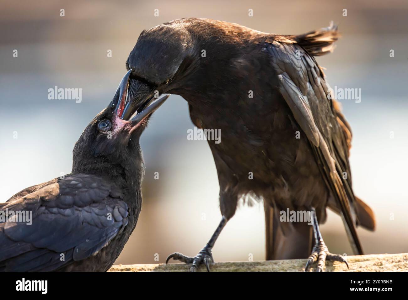 American Crow, Corvus brachyrhynchos, being fed by parent in Port ...