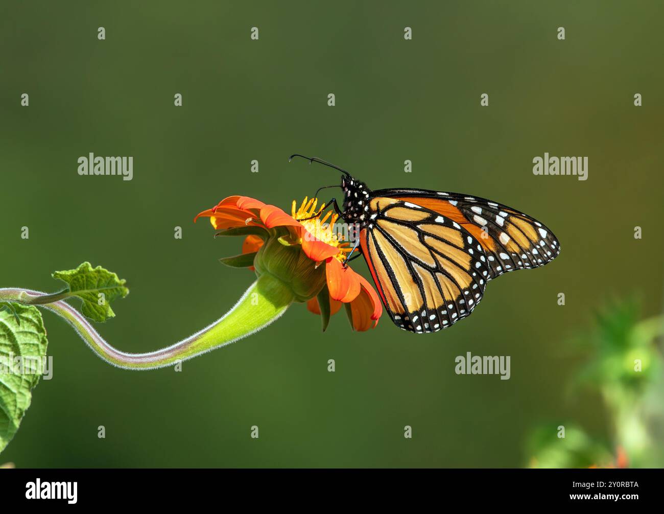 Population decreasing plant hi-res stock photography and images - Alamy