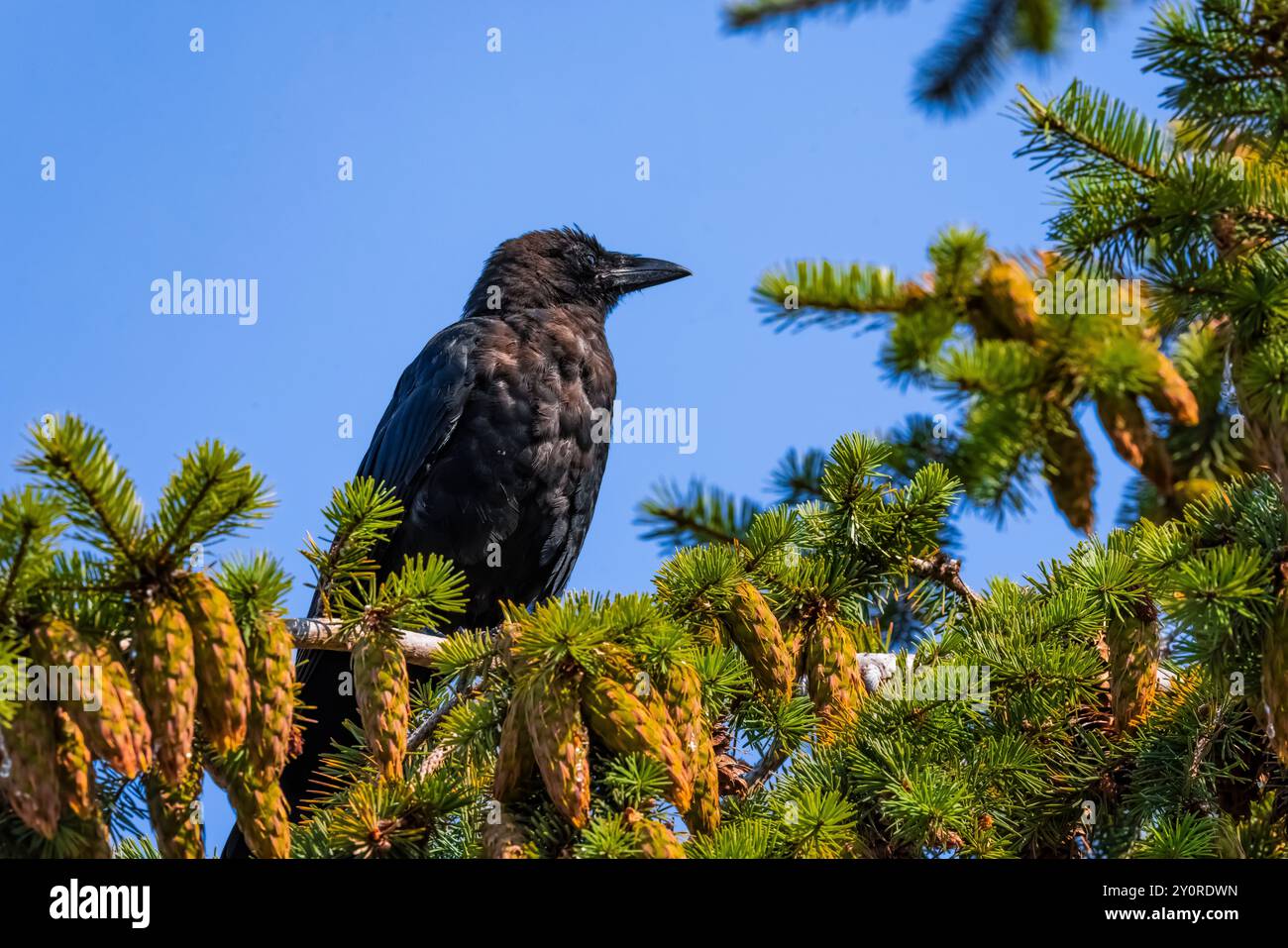 American Crow, Corvus brachyrhynchos, in Douglas Fir in Port Townsend ...