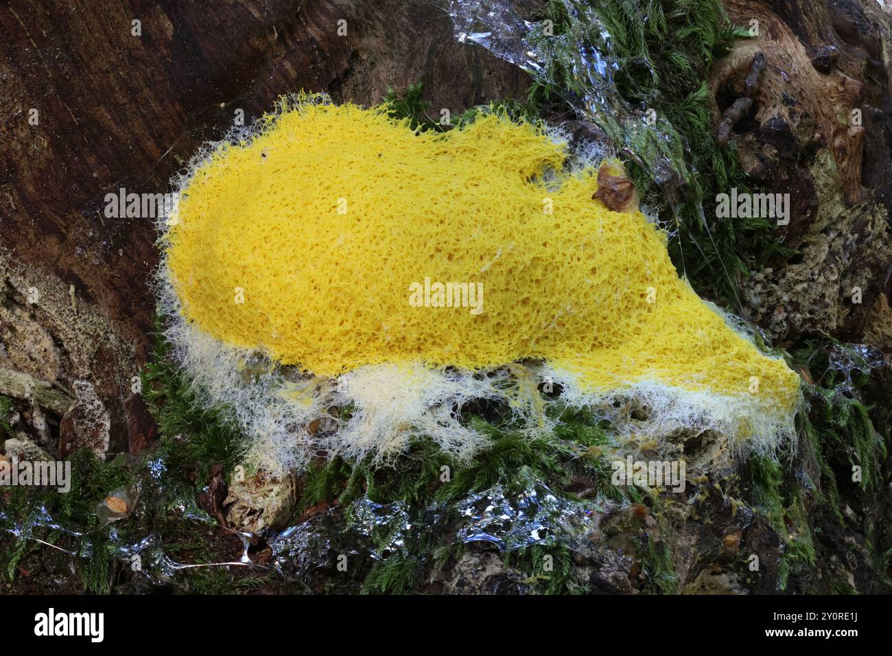 Slime mold structure hi-res stock photography and images - Alamy