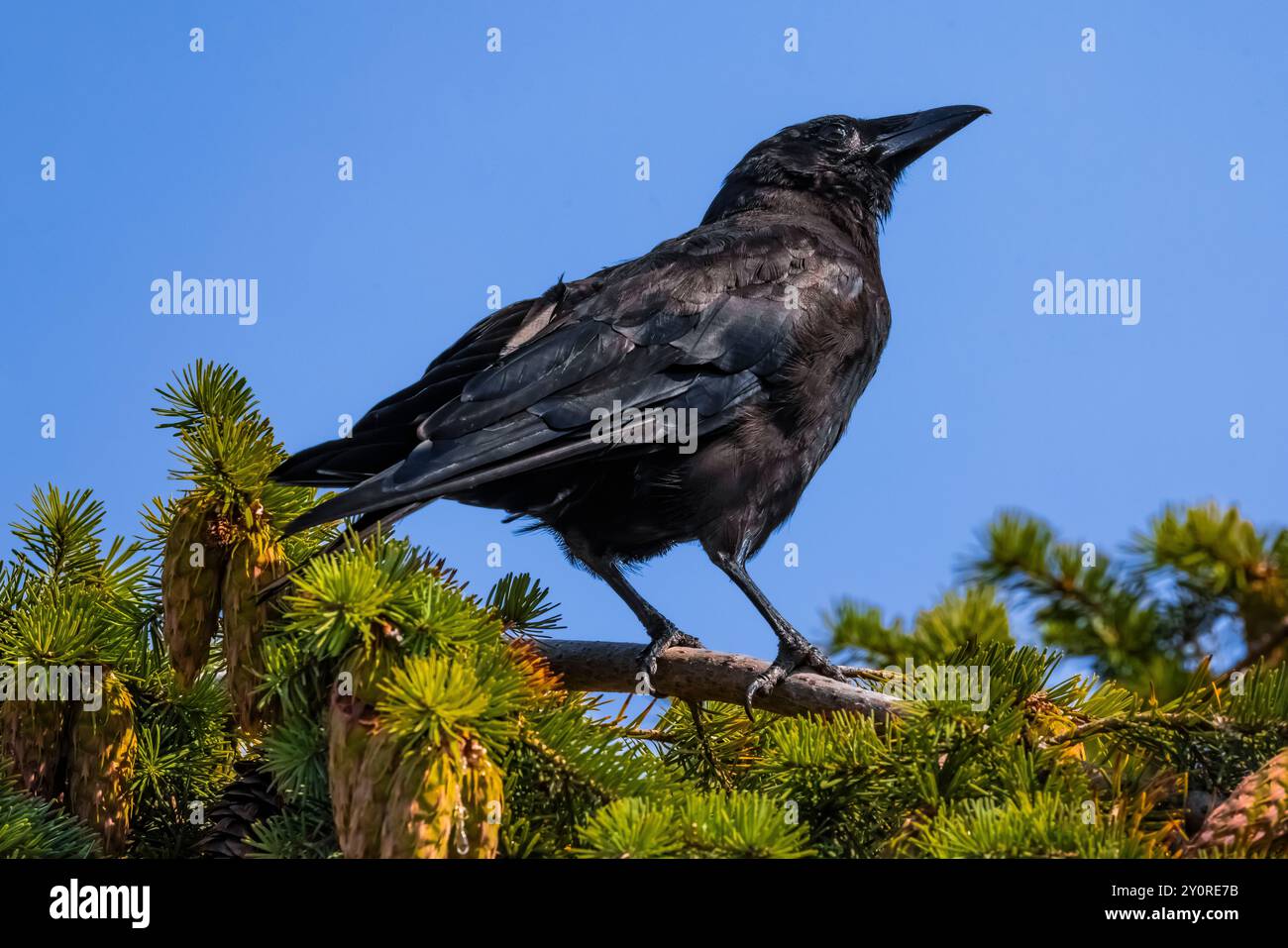American Crow, Corvus brachyrhynchos, in Douglas Fir in Port Townsend ...