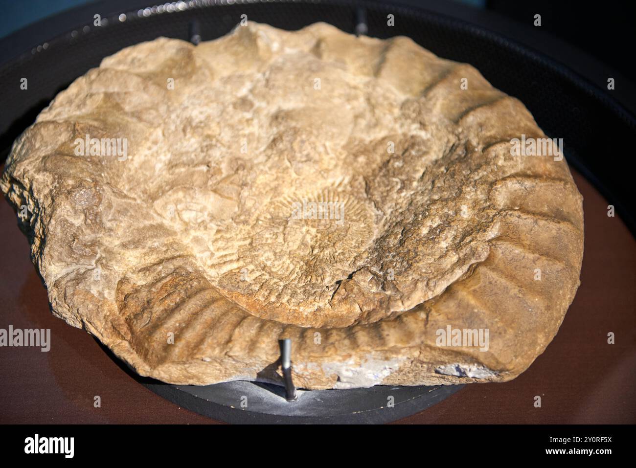 Ancient Fossil Marvel on Display in Renowned Museum Exhibit Showcasing ...