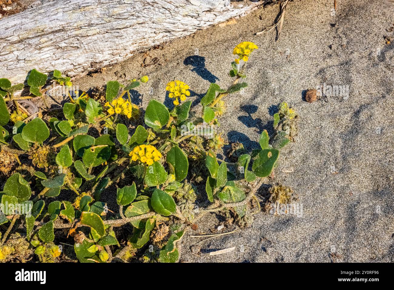 Yellow Sand Verbena, Abronia latifolia, on sandy beach in front of Port ...