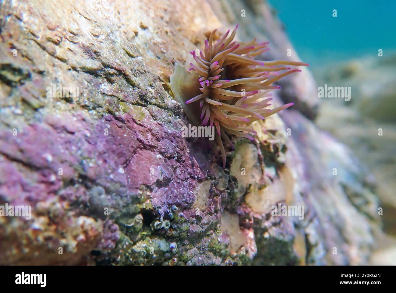 Mediterranean snakelocks sea anemone - Anemonia sulcata Stock Photo - Alamy