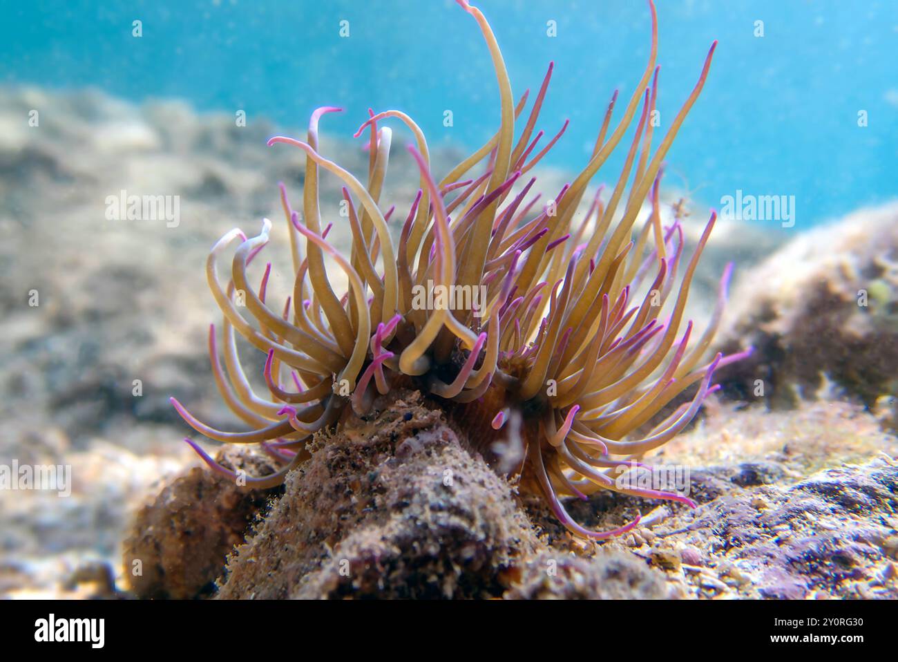Mediterranean snakelocks sea anemone - Anemonia sulcata Stock Photo - Alamy