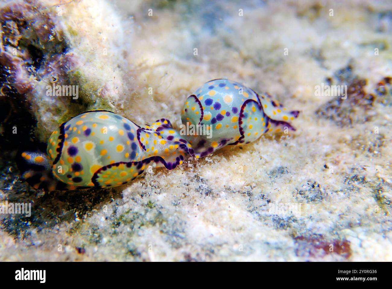 Colorful sea bubble snail - Haminoea cyanocaudata Stock Photo - Alamy