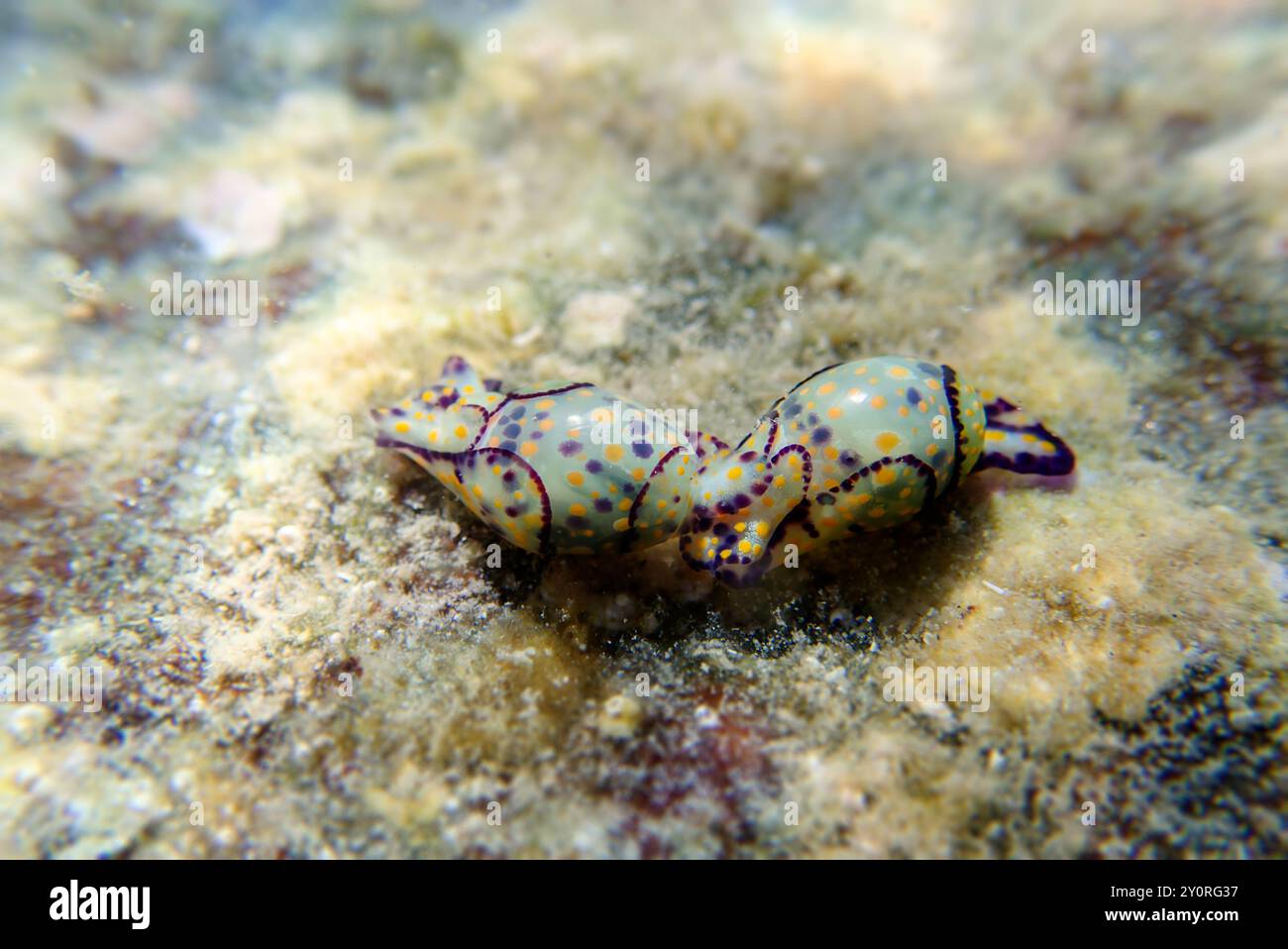 Colorful sea bubble snail - Haminoea cyanocaudata Stock Photo - Alamy