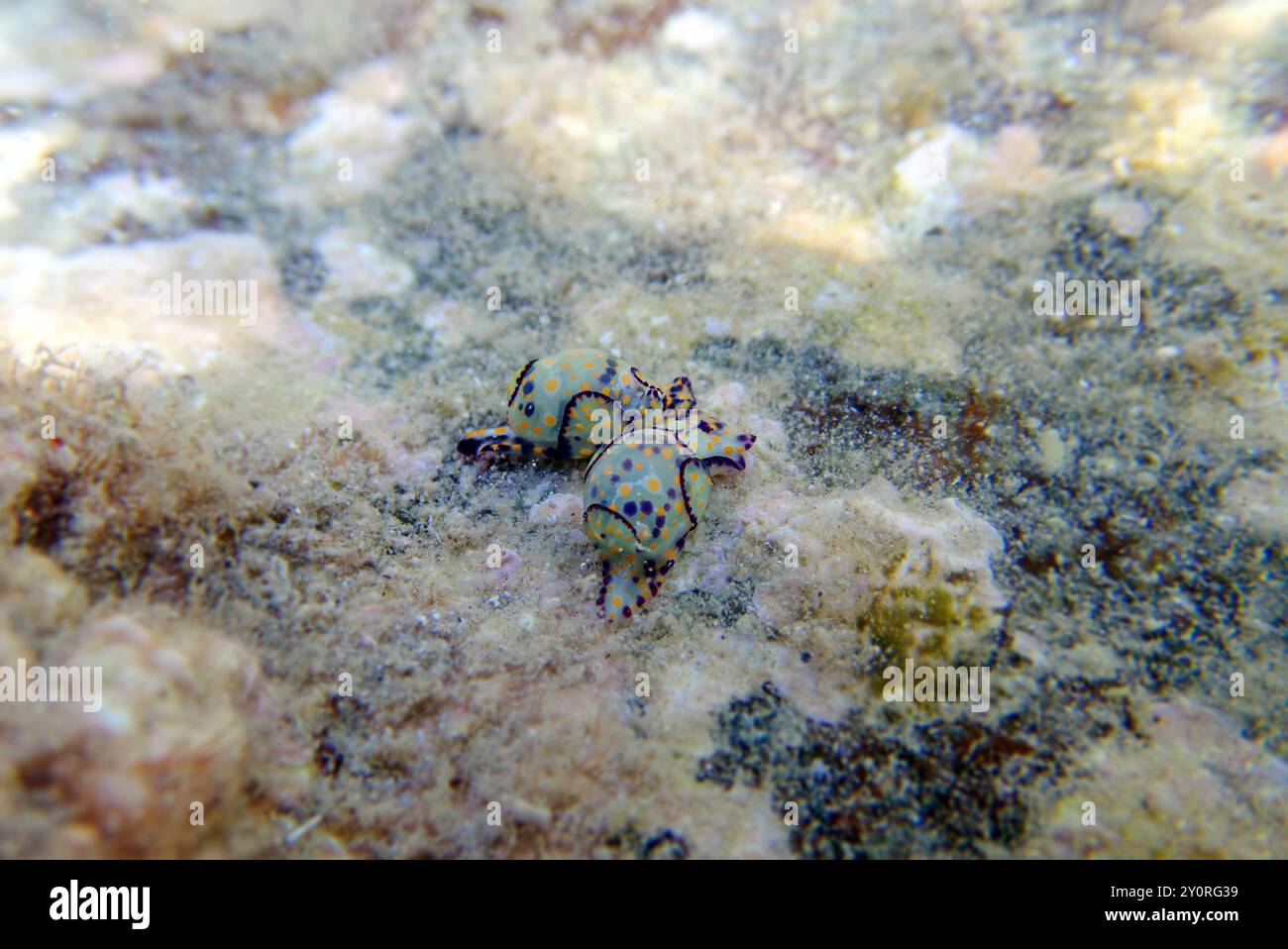 Colorful sea bubble snail - Haminoea cyanocaudata Stock Photo - Alamy
