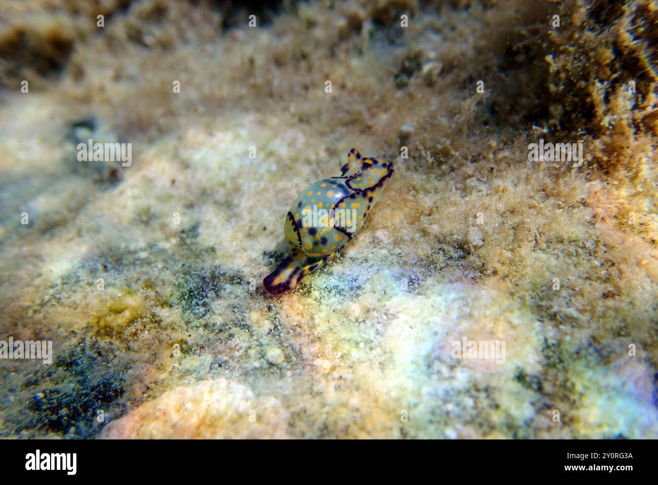 Colorful sea bubble snail - Haminoea cyanocaudata Stock Photo - Alamy