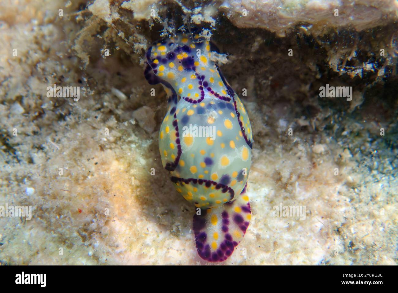 Colorful sea bubble snail - Haminoea cyanocaudata Stock Photo - Alamy