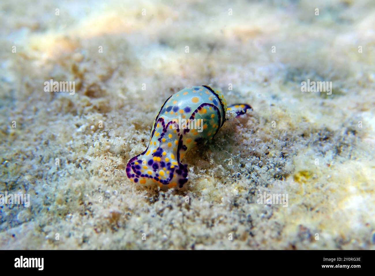 Colorful sea bubble snail - Haminoea cyanocaudata Stock Photo - Alamy