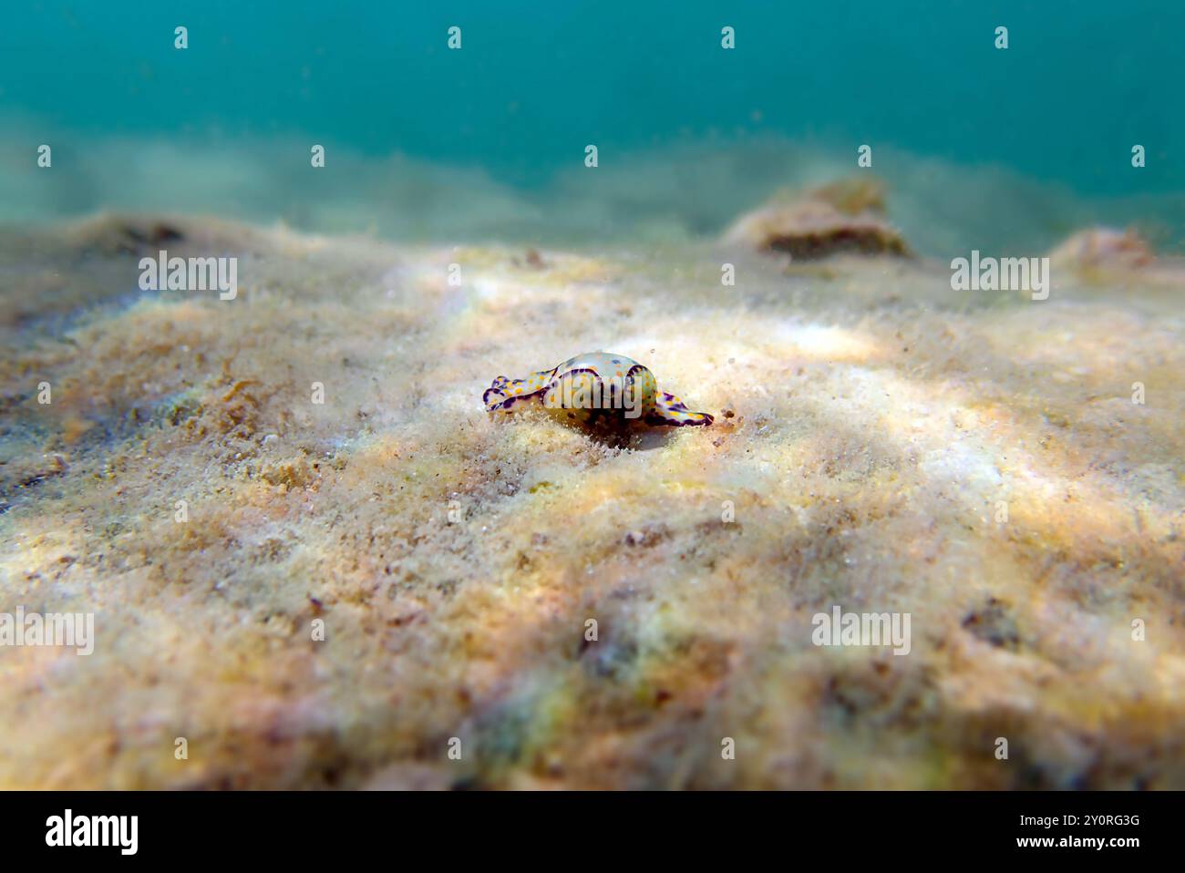 Colorful sea bubble snail - Haminoea cyanocaudata Stock Photo - Alamy