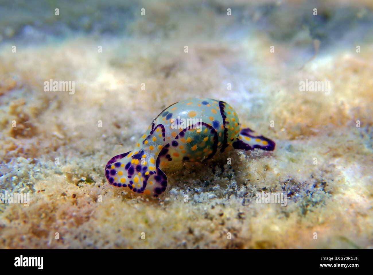 Colorful sea bubble snail - Haminoea cyanocaudata Stock Photo - Alamy