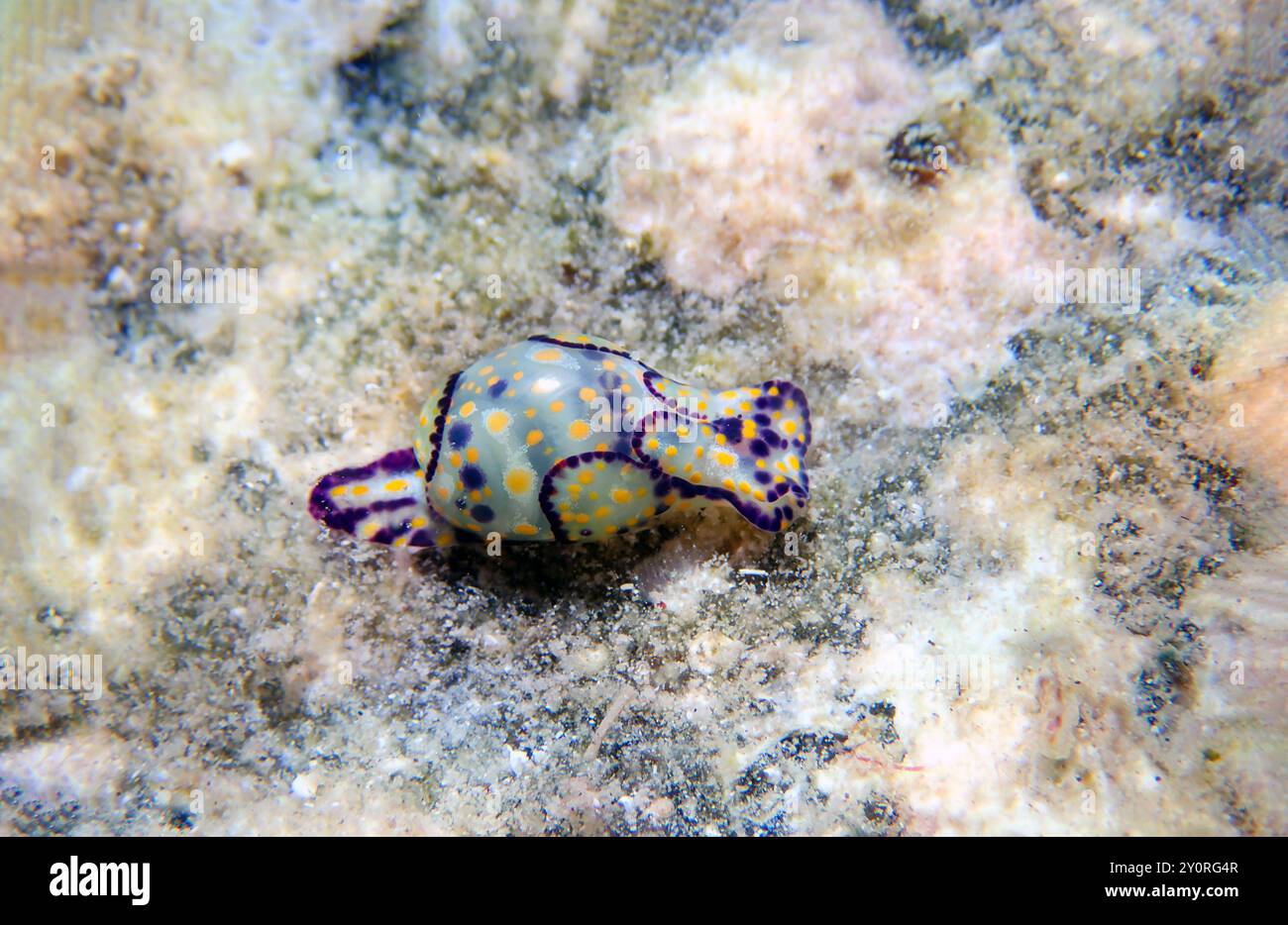 Colorful sea bubble snail - Haminoea cyanocaudata Stock Photo - Alamy