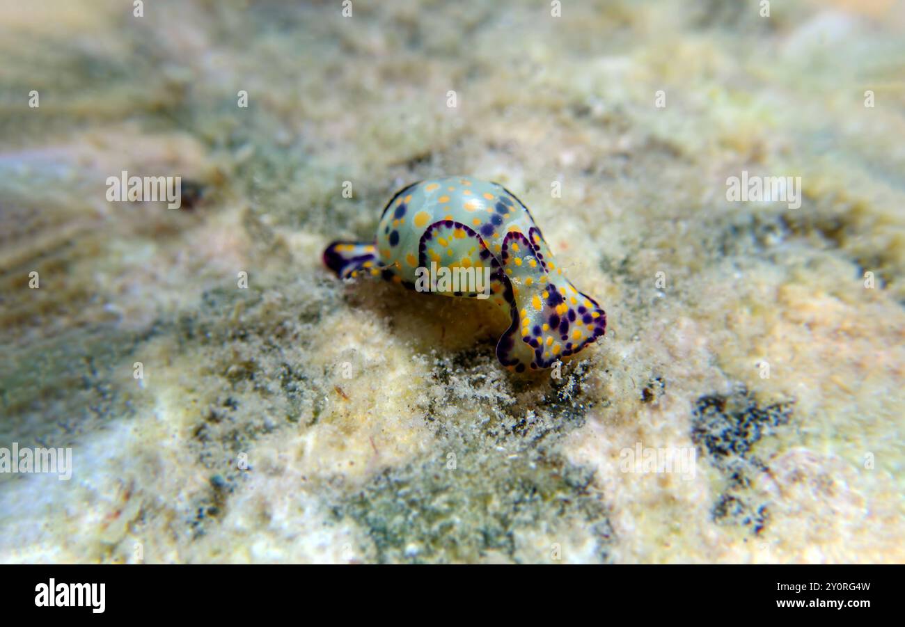 Colorful sea bubble snail - Haminoea cyanocaudata Stock Photo - Alamy