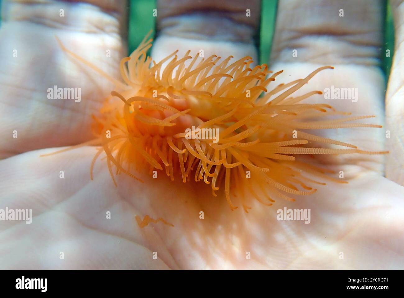 Limaria hians - Gaping fileclam, underwater image into the ...