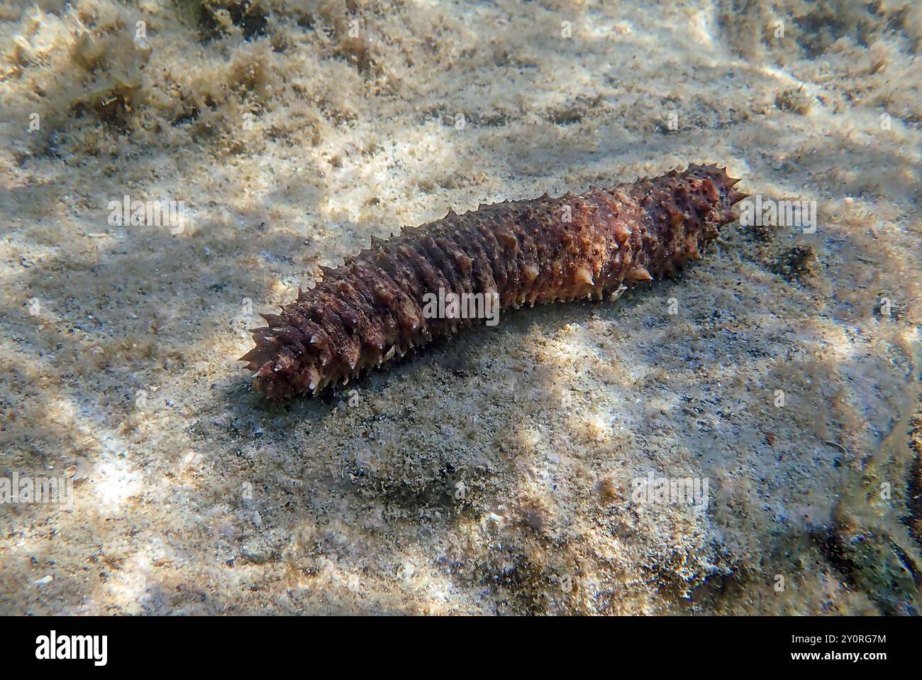 ' Holothuria tubulosa ', the cotton-spinner or tubular sea cucumber ...