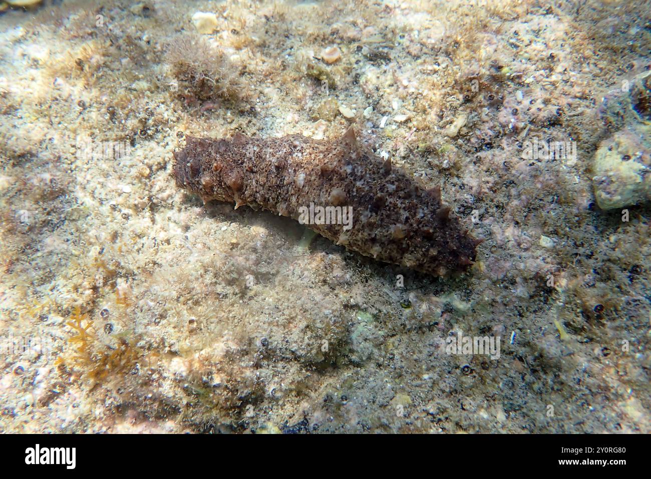 ' Holothuria tubulosa ', the cotton-spinner or tubular sea cucumber ...