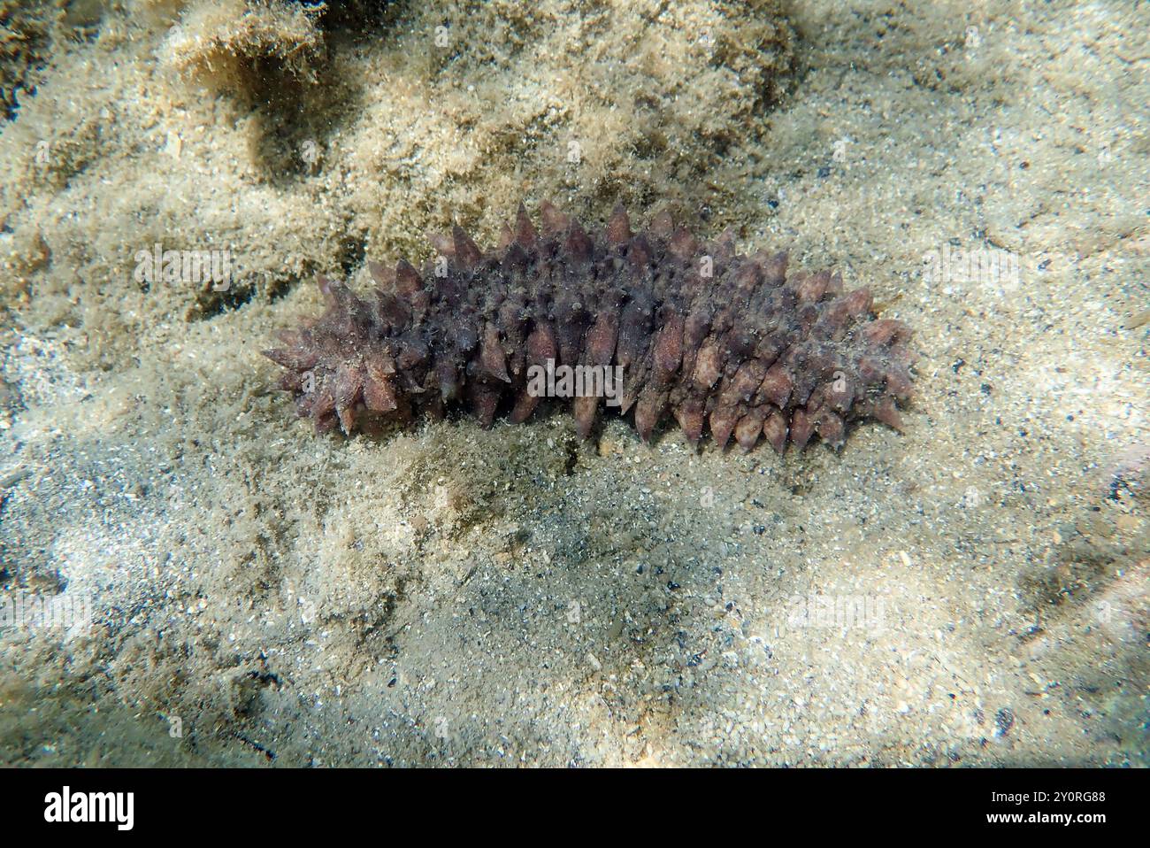 ' Holothuria tubulosa ', the cotton-spinner or tubular sea cucumber ...