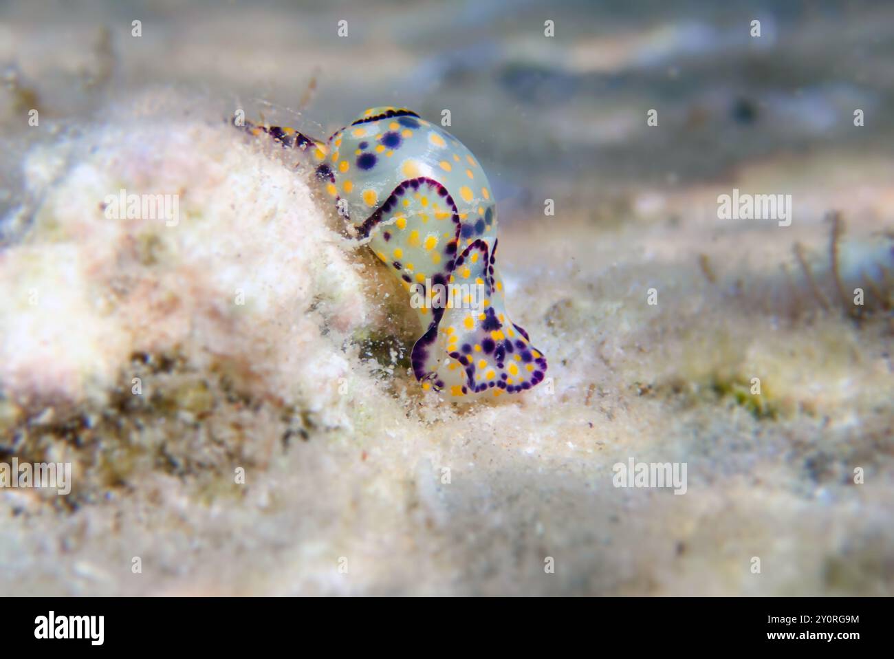 Colorful sea bubble snail - Haminoea cyanocaudata Stock Photo - Alamy