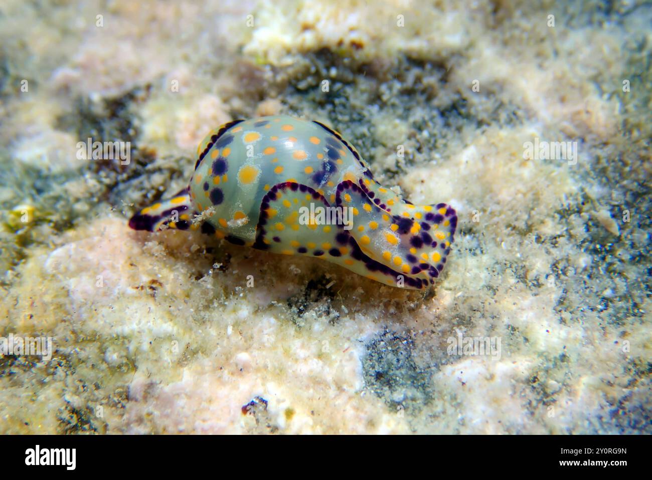 Bubble sea snail hi-res stock photography and images - Alamy
