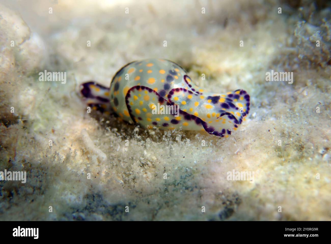 Colorful sea bubble snail - Haminoea cyanocaudata Stock Photo - Alamy