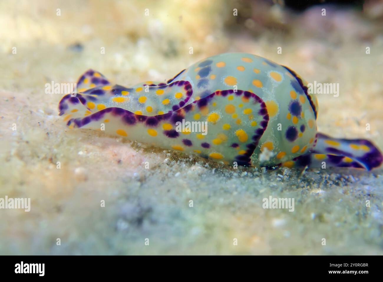 Colorful sea bubble snail - Haminoea cyanocaudata Stock Photo - Alamy