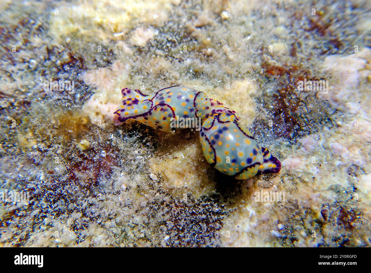 Colorful sea bubble snail - Haminoea cyanocaudata Stock Photo - Alamy