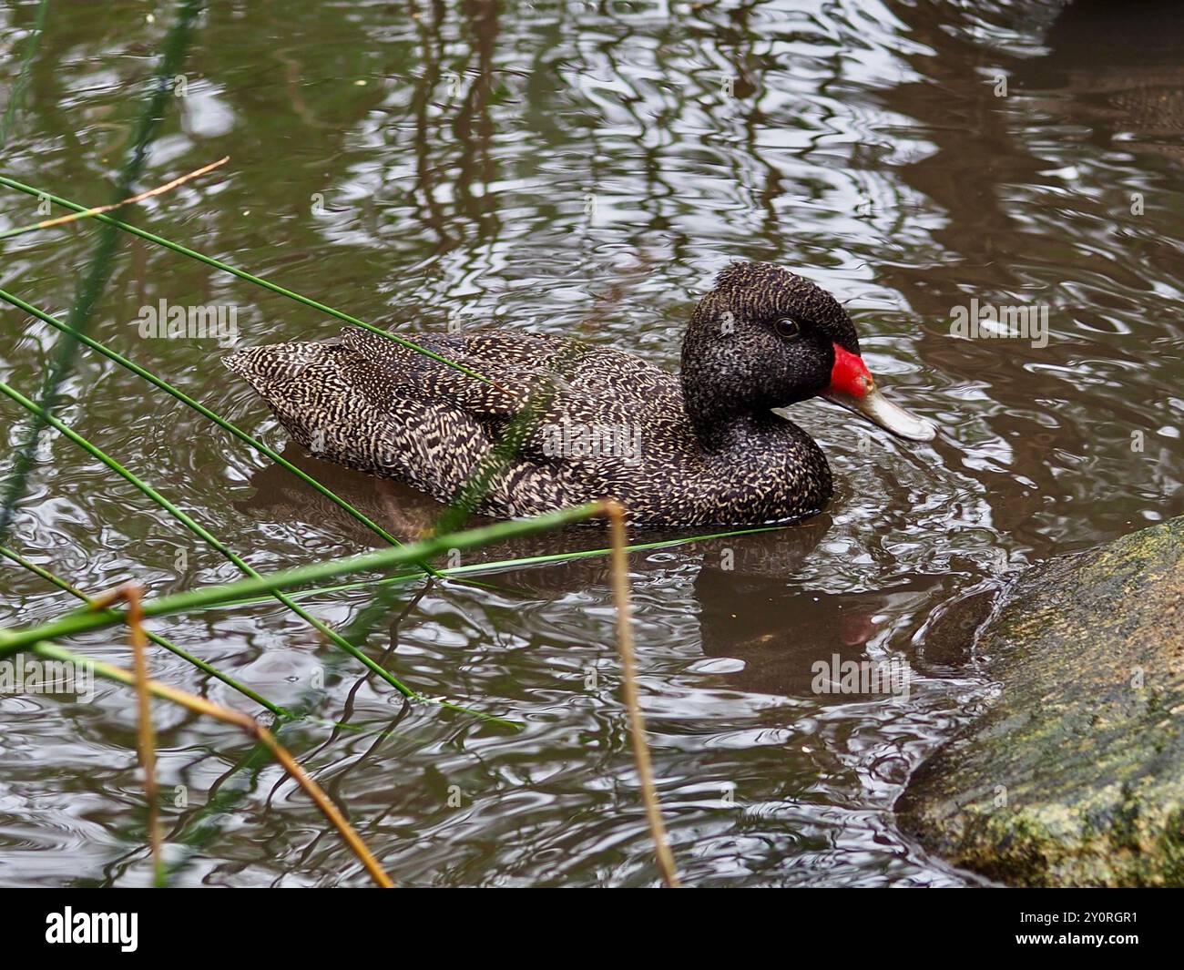 Wonderful captivating male Freckled Duck in natural beauty Stock Photo ...