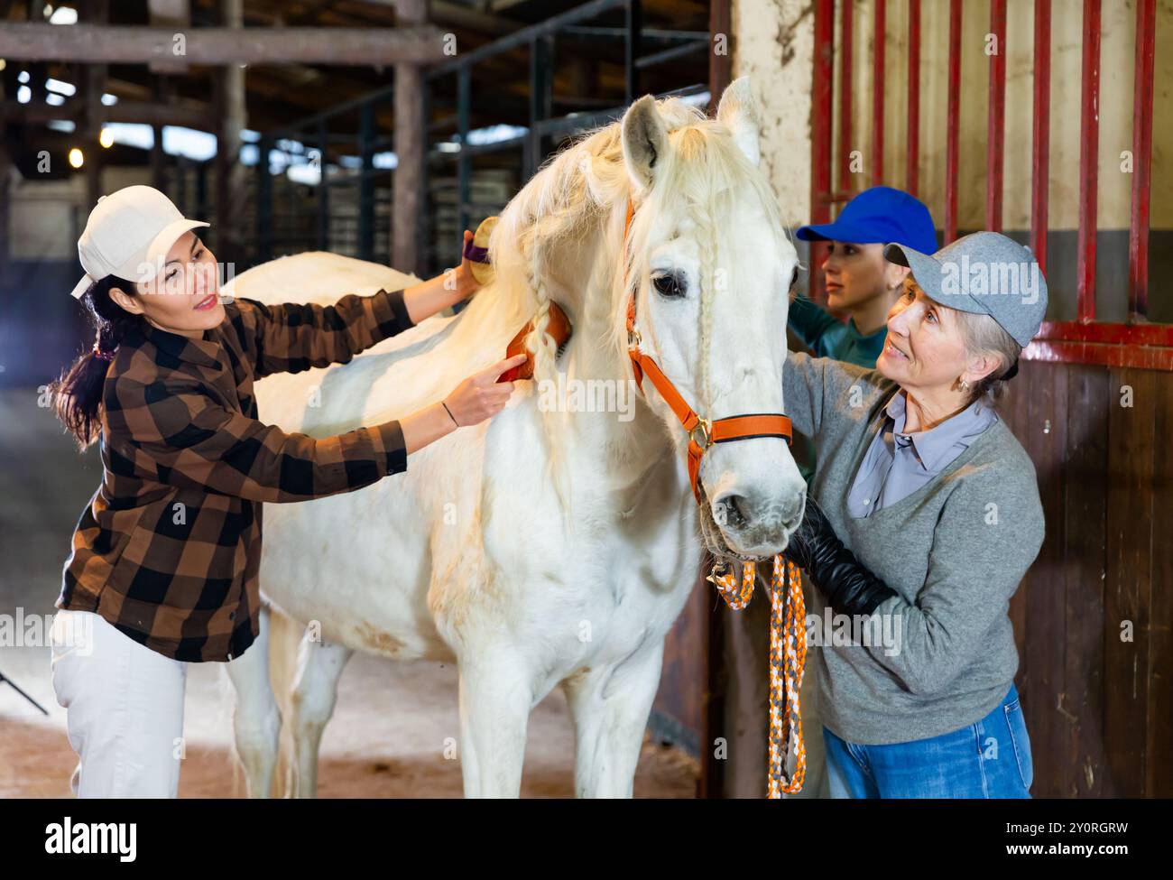 Female workers of stable grooming white racehorse in barn Stock Photo ...