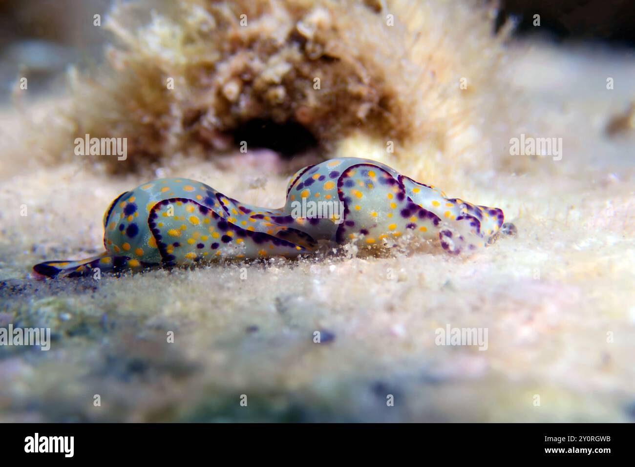 Colorful sea bubble snail - Haminoea cyanocaudata Stock Photo - Alamy