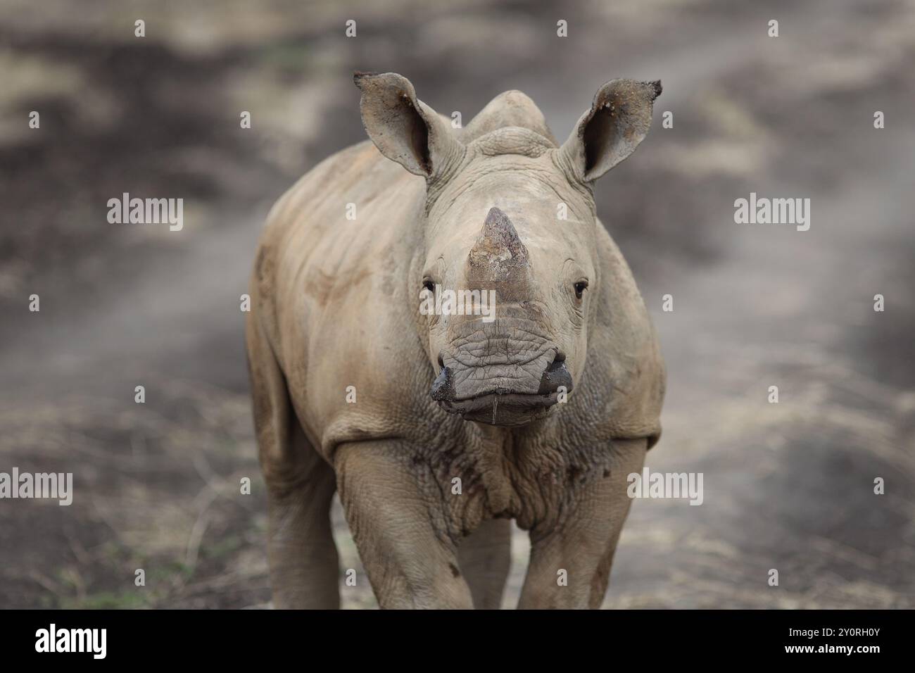 Rhino at safari park hi-res stock photography and images - Alamy