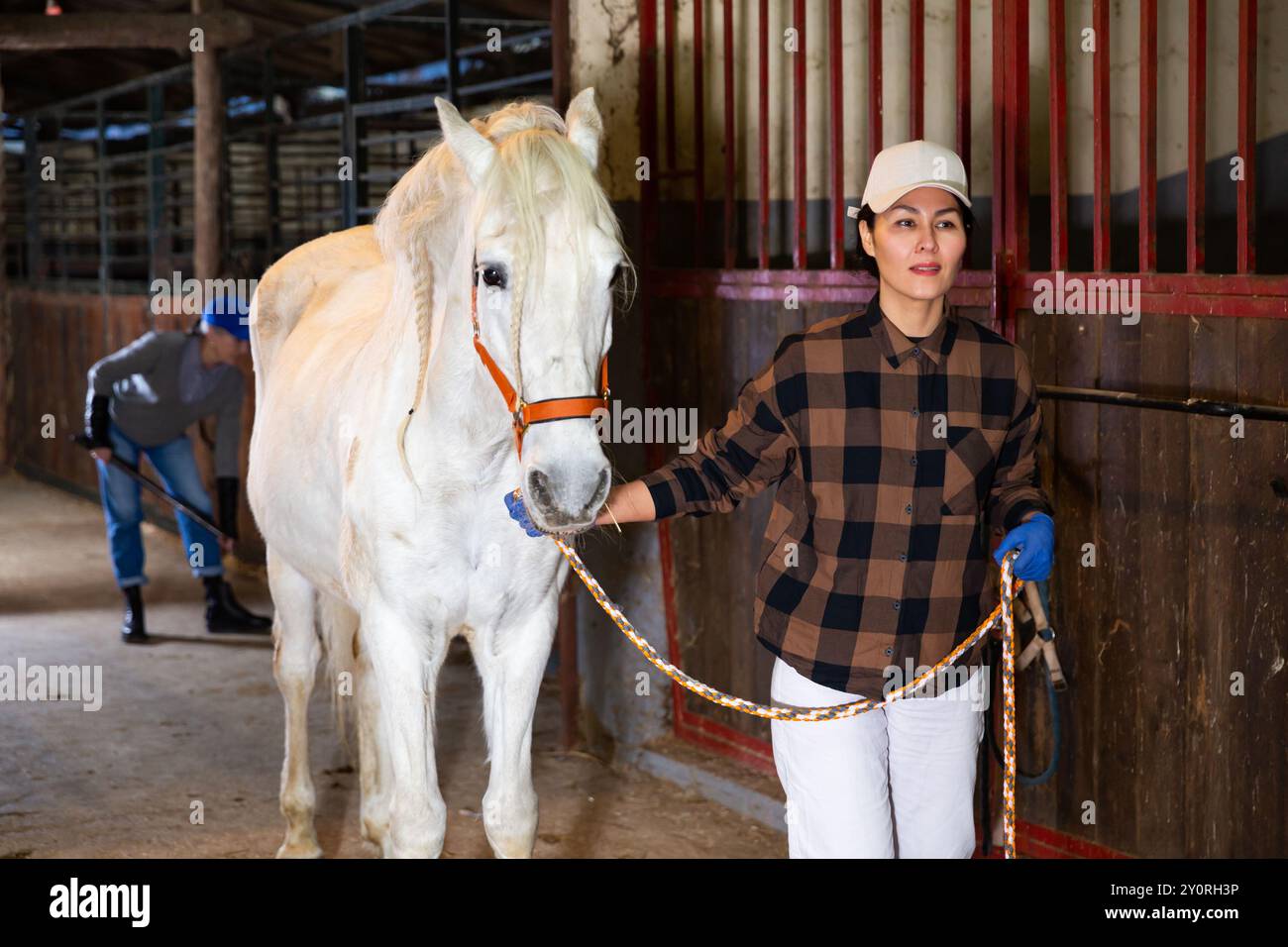 Asian female stable worker leading horse by bridle in barn Stock Photo ...
