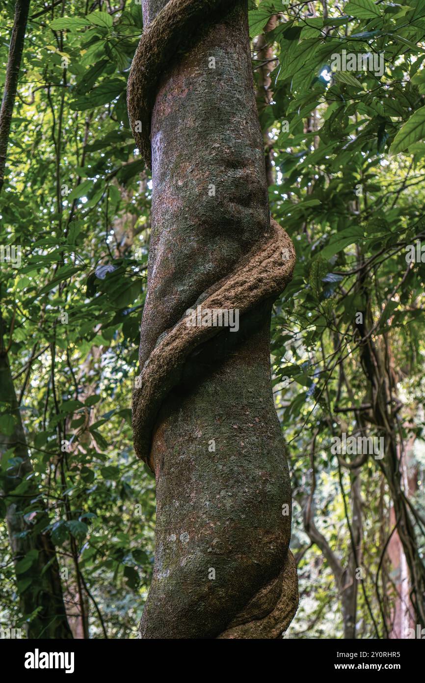 Twisted vine tree hi-res stock photography and images - Alamy