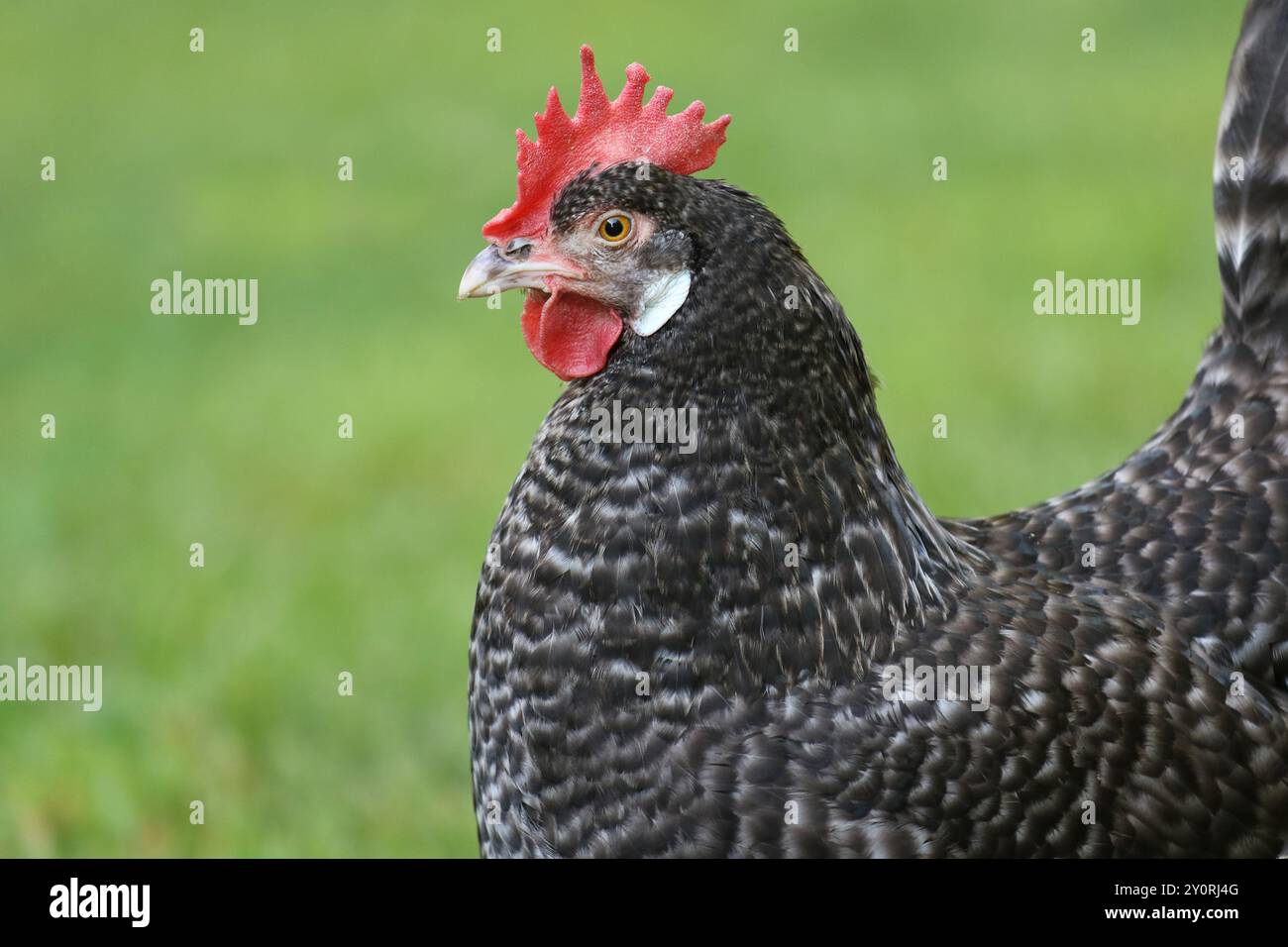 Free range barred rock hen roaming in a backyard Stock Photo - Alamy