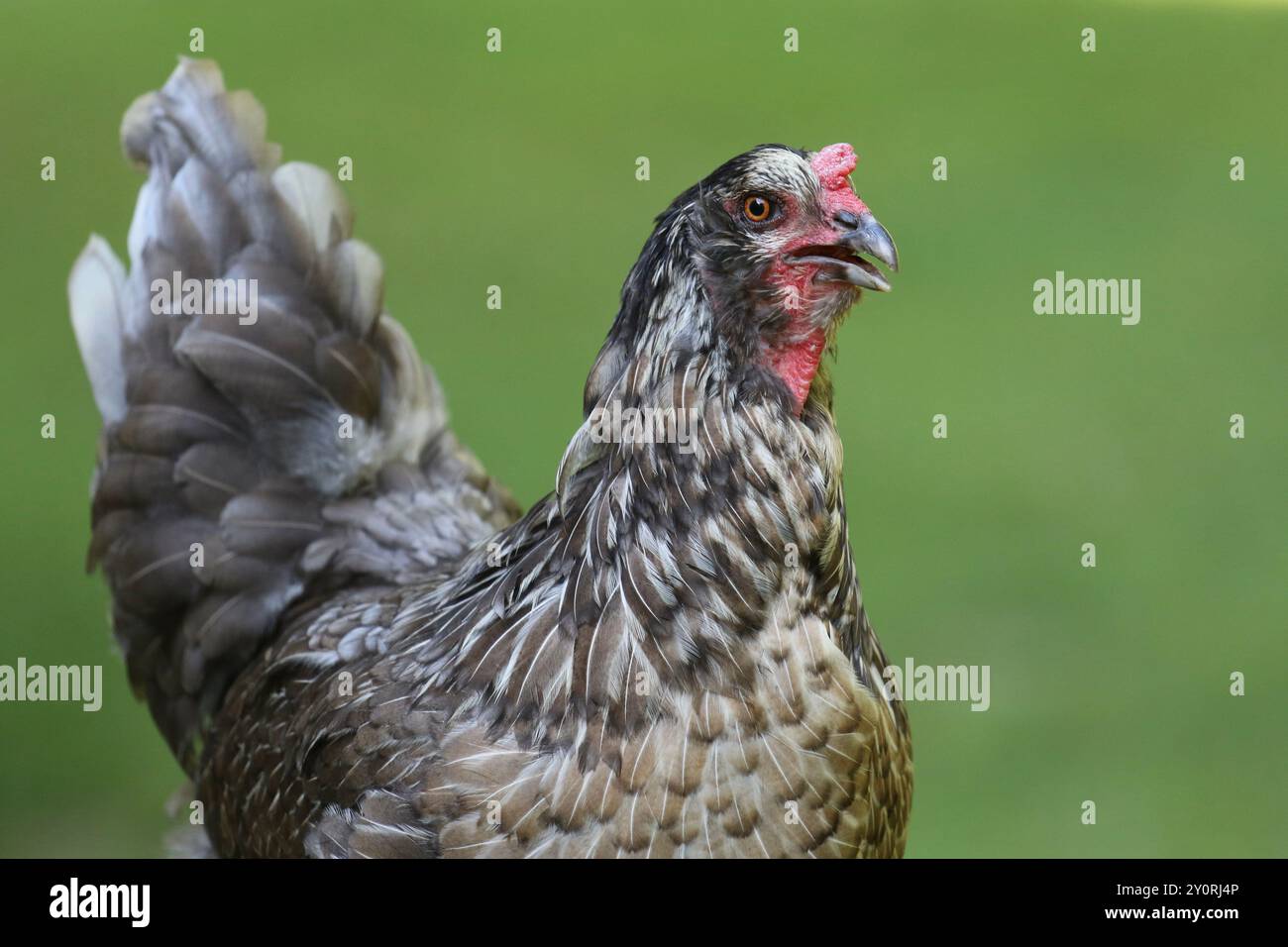 Free range Easter egger hen roaming in a backyard. Lays blue or green eggs Stock Photo - Alamy